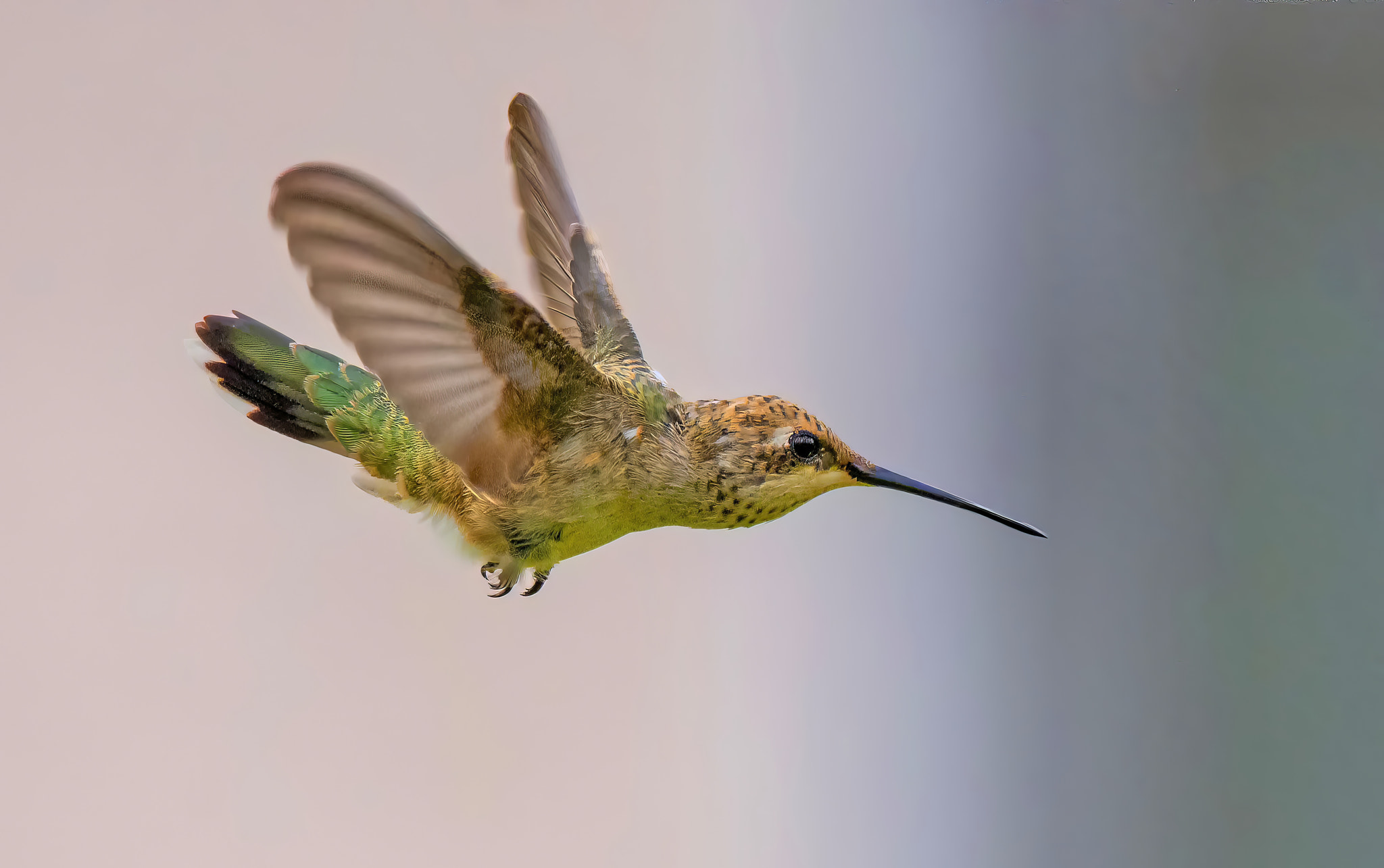 The Beauty Of A Hummingbird by GREG MCLEMORE / 500px
