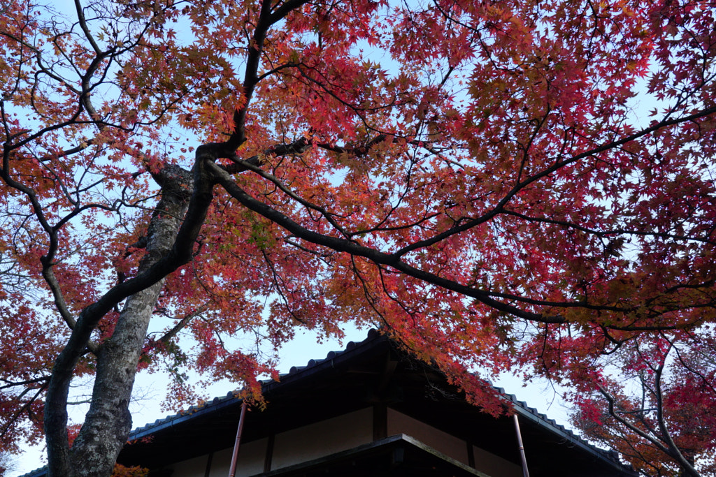 Autumn Colors by may31 / 500px
