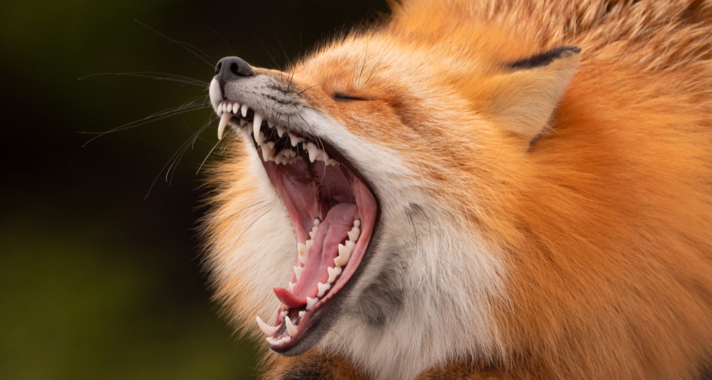The Big Yawn (Red Fox) by Geoff Smith / 500px