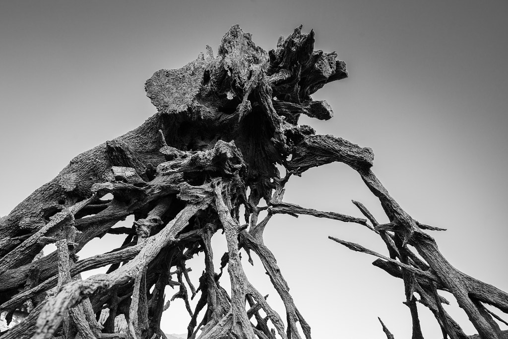 Low angle view of tree against clear sky by Masanobu Kozasa / 500px