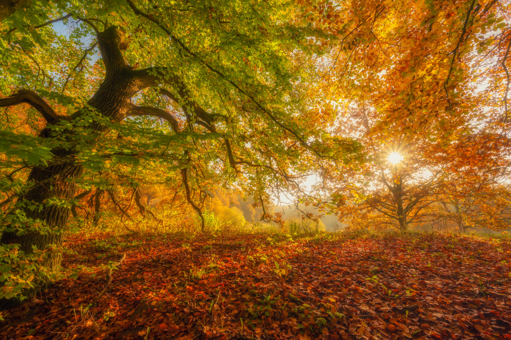 Autumn Spell by Eamon Gallagher / 500px