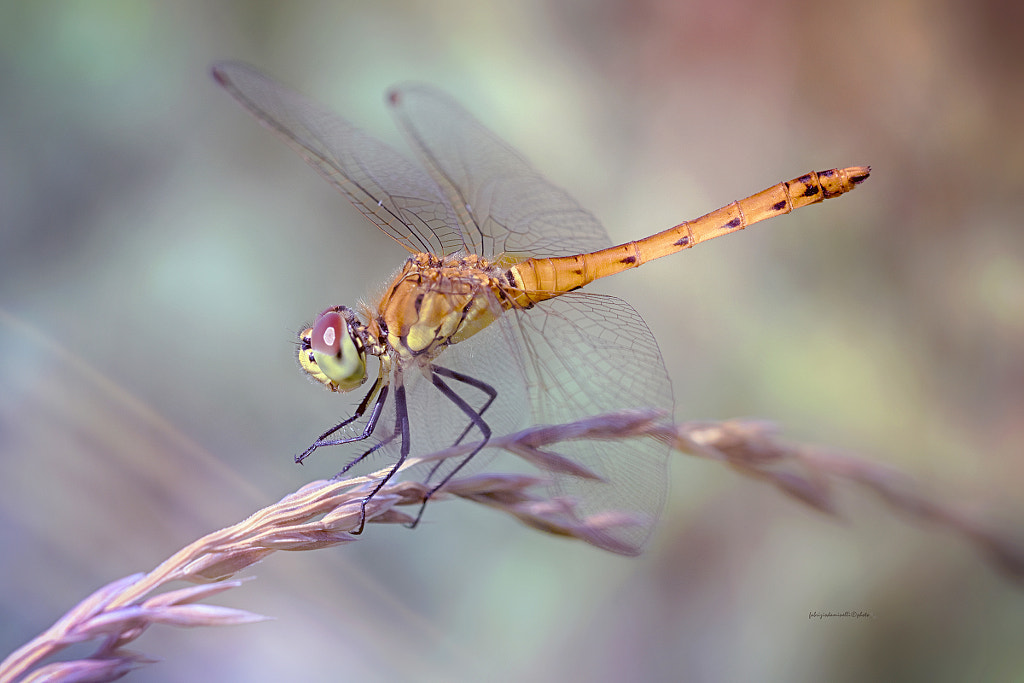 Spotted Darter by fabrizio daminelli / 500px