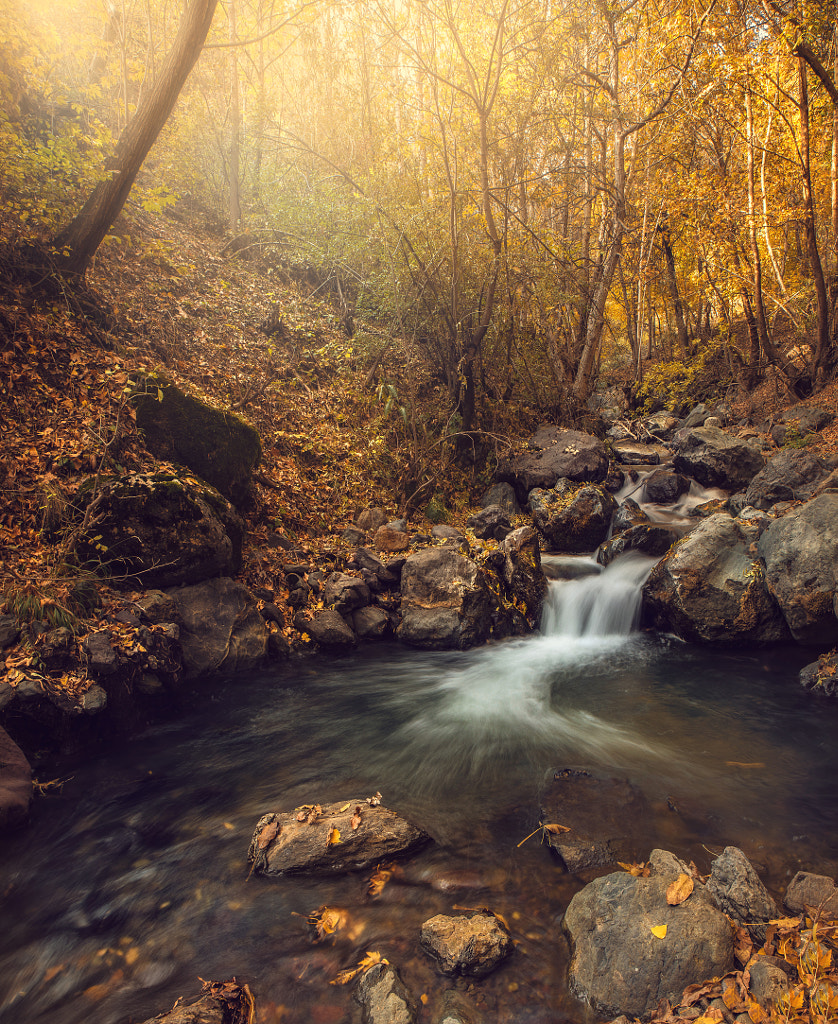 Depth of Forest by Samal Tofik / 500px