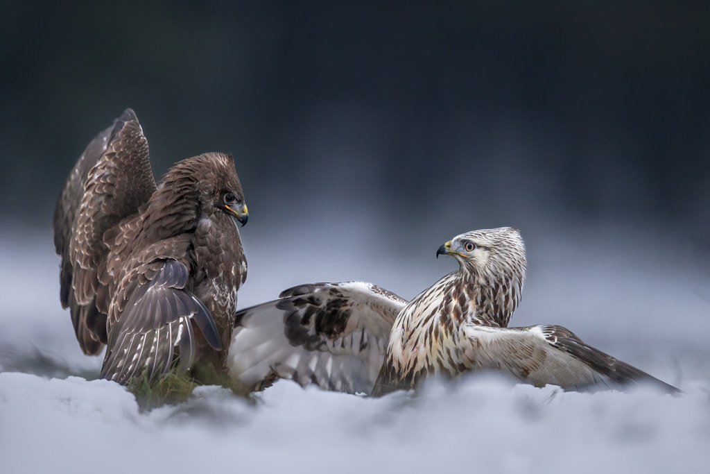Common buzzard vs. rough-legged buzzard by Paweł Kawecki / 500px