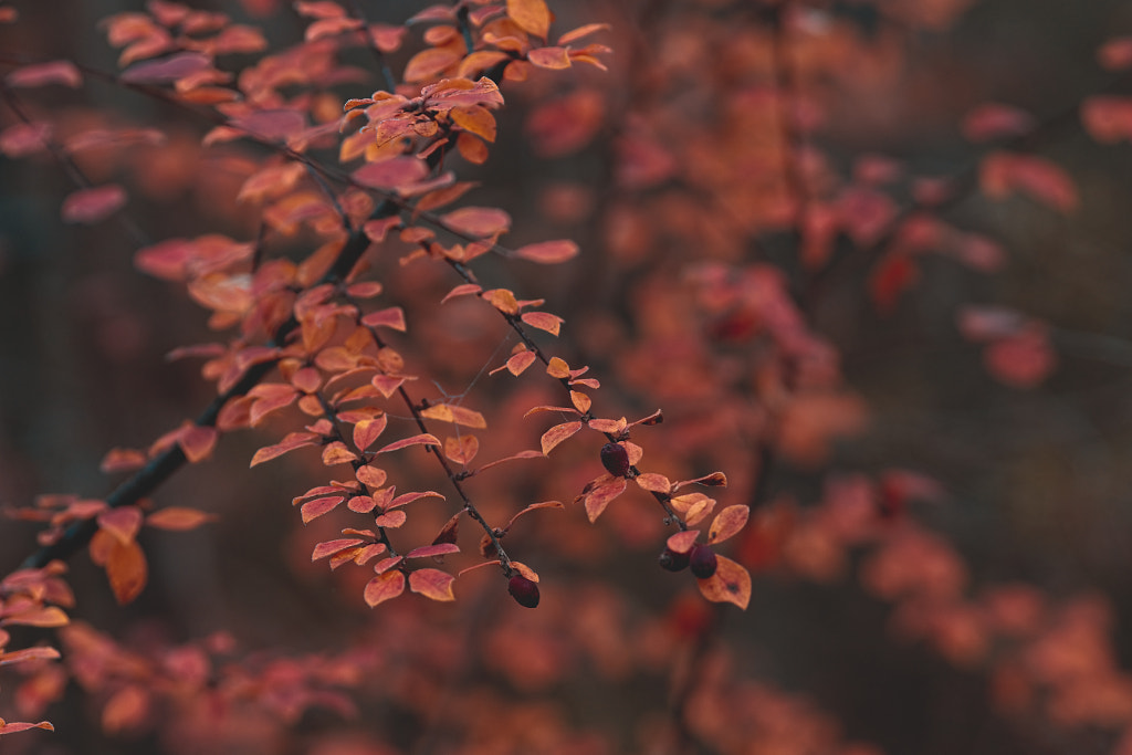 remaining colors by Susanne Ludwig / 500px