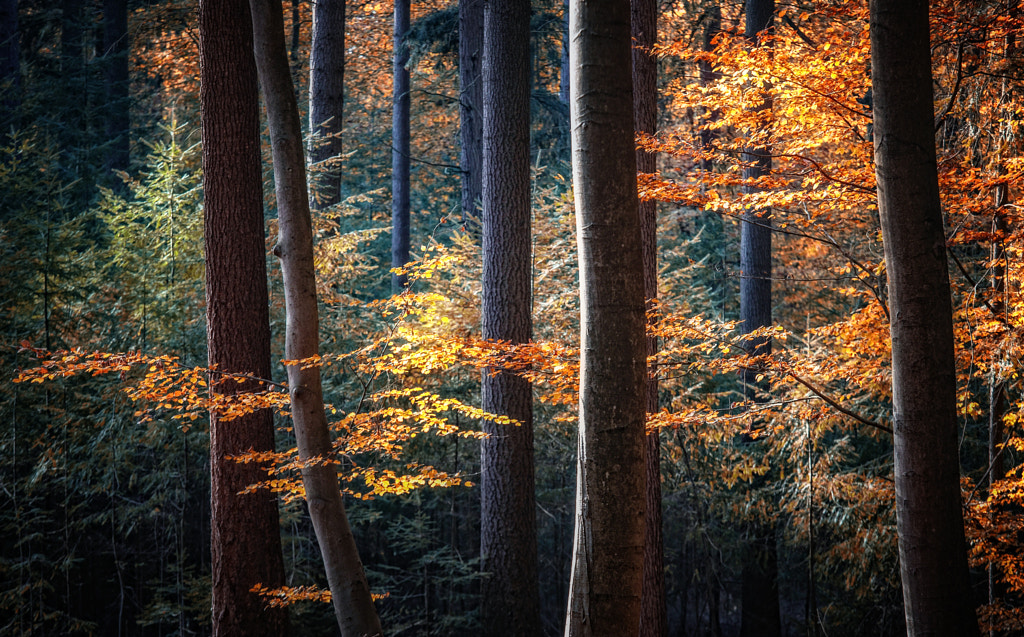 Color Magic by Carsten Meyerdierks / 500px