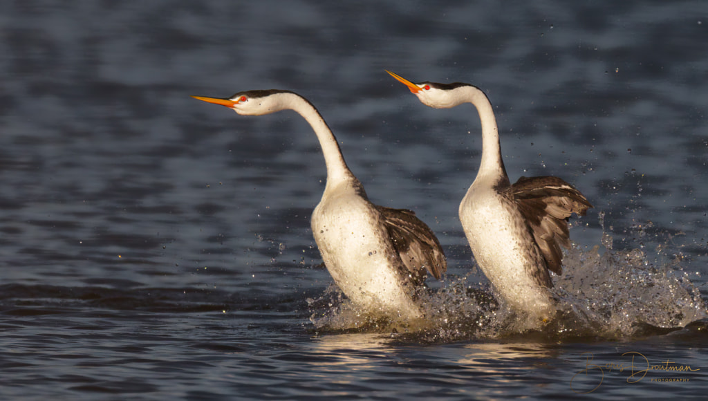 The rush is on! (western grebe) by Boris Droutman / 500px