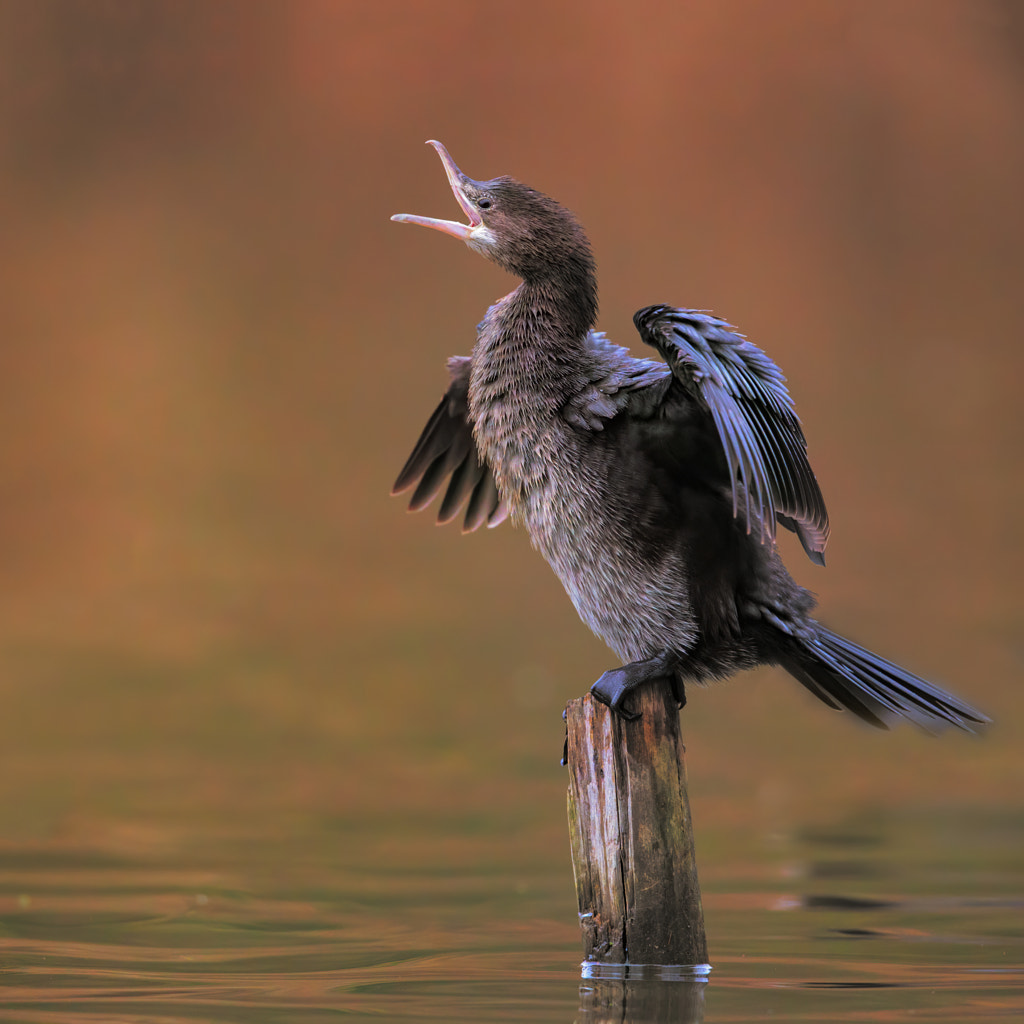 Microcarbo pygmeus by marco gentili / 500px
