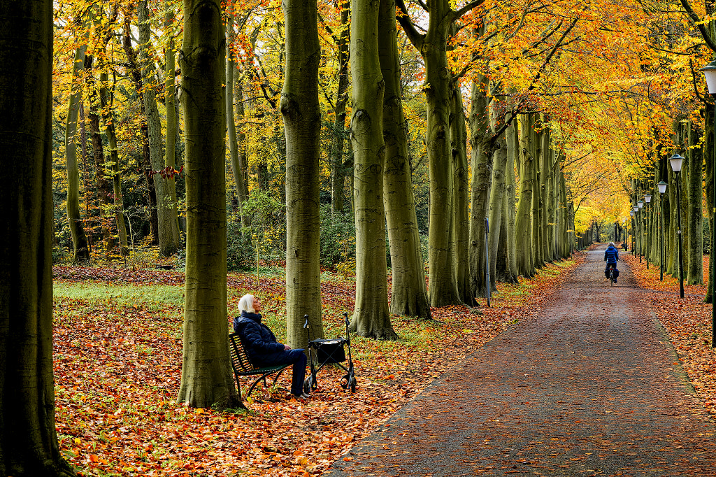 Autumn morning in the park by Paulo Roberto França / 500px
