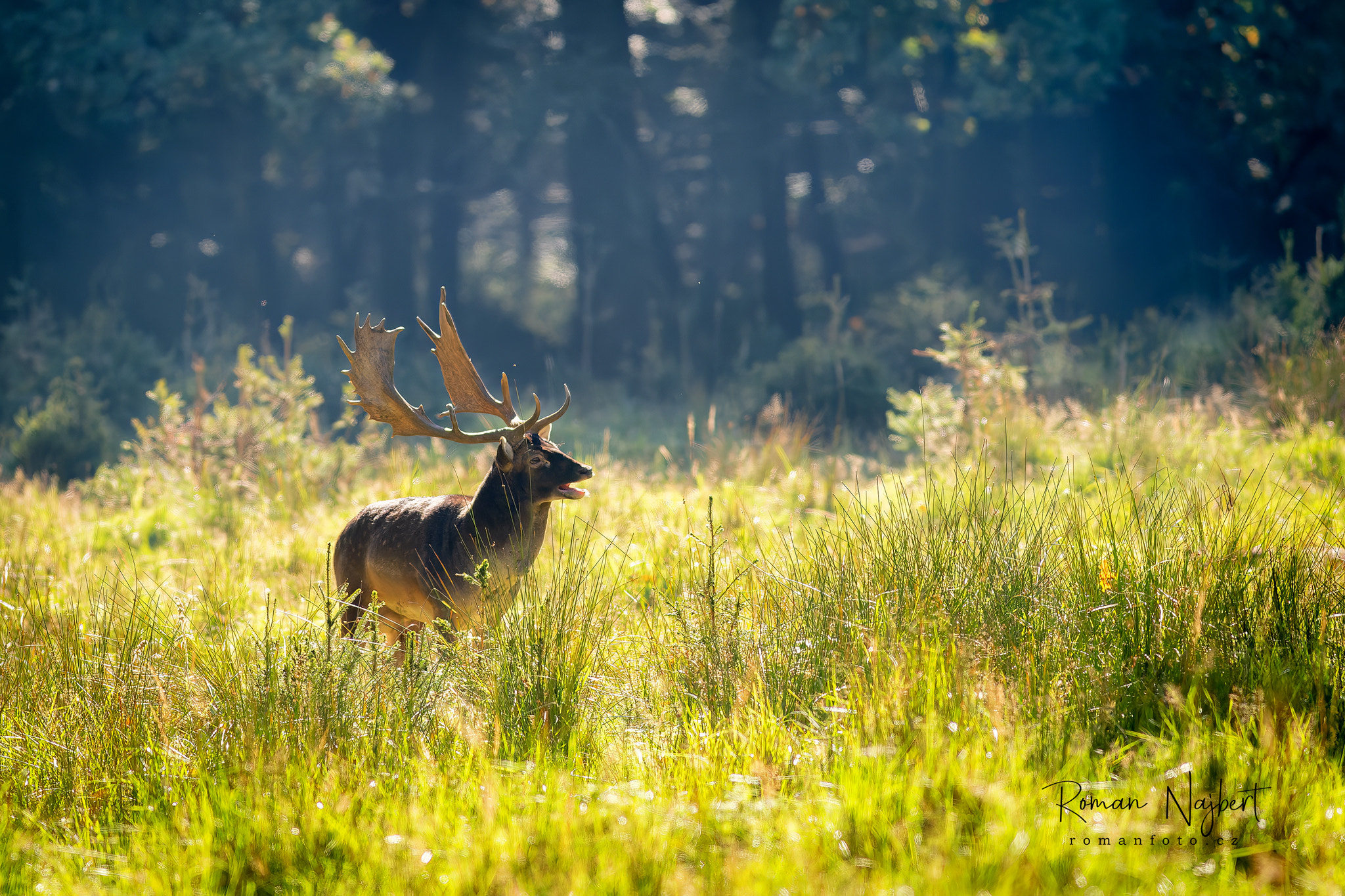 European fallow deer by Roman Najbert / 500px
