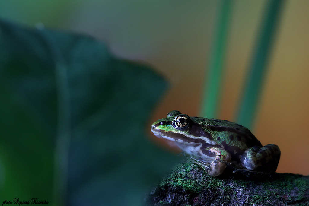 Green frog by Ryszard Kosmala / 500px