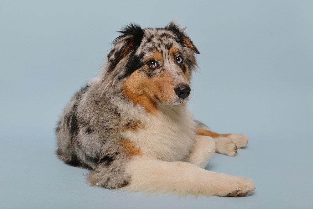 *Lucy* by Ines Fuchs / 500px