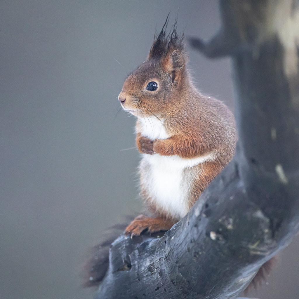 Squirrel by Håkon Øvermo / 500px