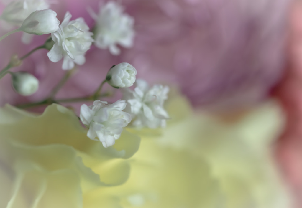 Bouquet Abstract by Ann Skelly / 500px