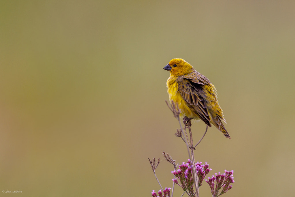 Cuckoo Finch by Johan Von Solms / 500px