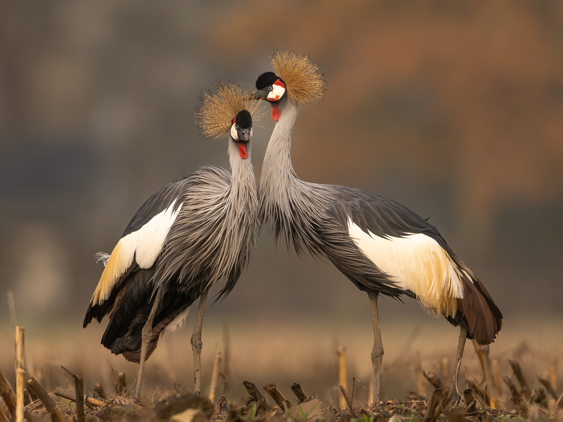 East African Crowned Cranes by Erik Veldkamp / 500px