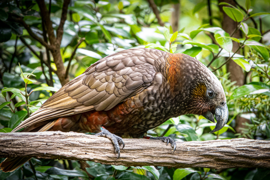 Giant, Wild Parakeet by Barbara Russell / 500px
