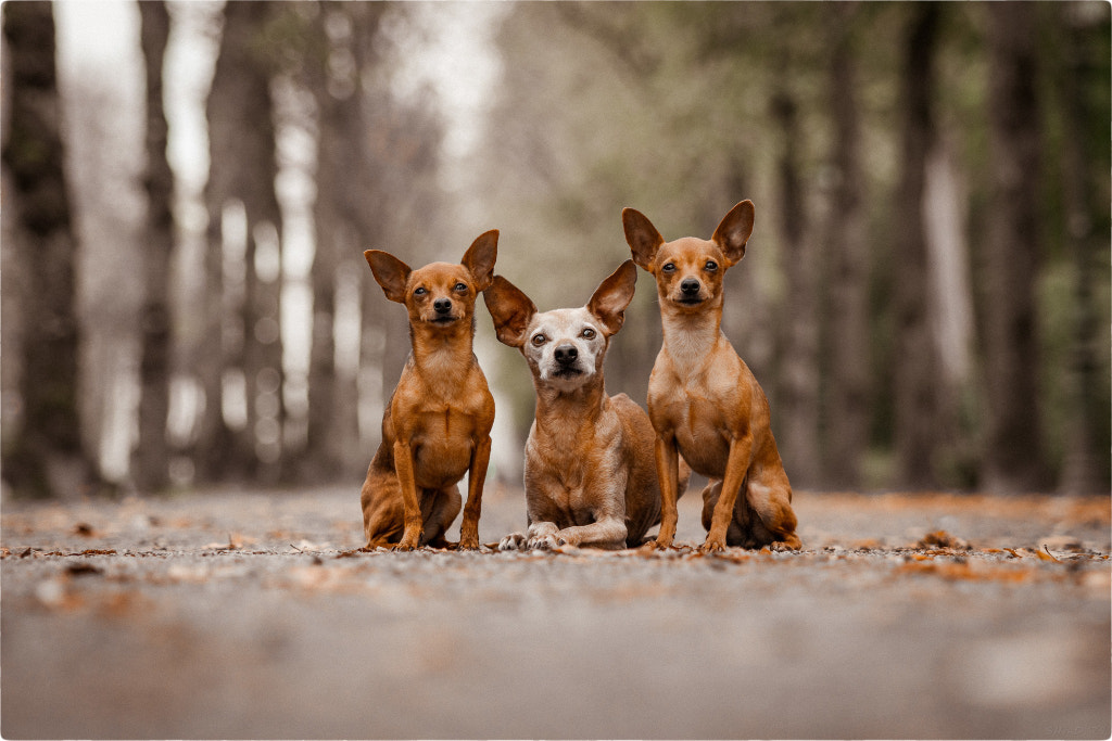 dogs by SHinD.PH / 500px