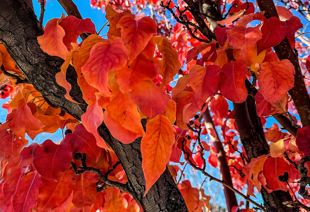 Fall Color by Steven Miller / 500px