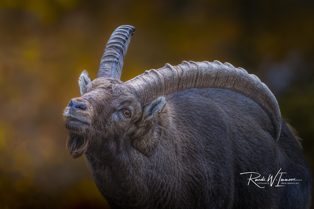 Capital ibex in the rut by Ruedi W. Immoos / 500px