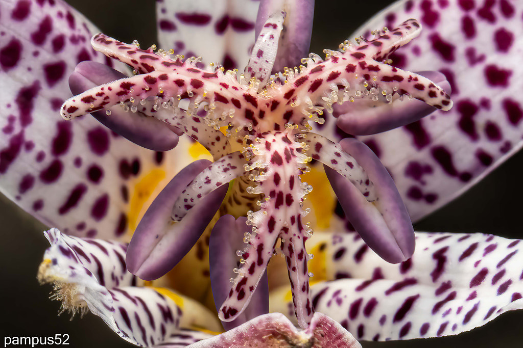 paddenlelie/orchid by Mariejanna / 500px