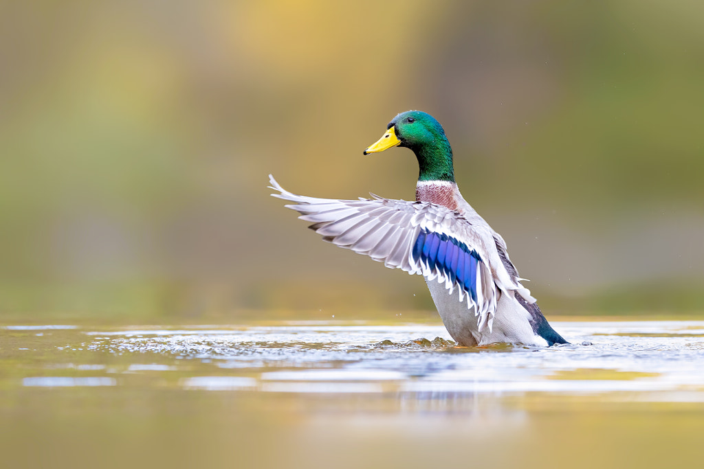 close-up of bird mallard perching on lake by Vida Shams / 500px