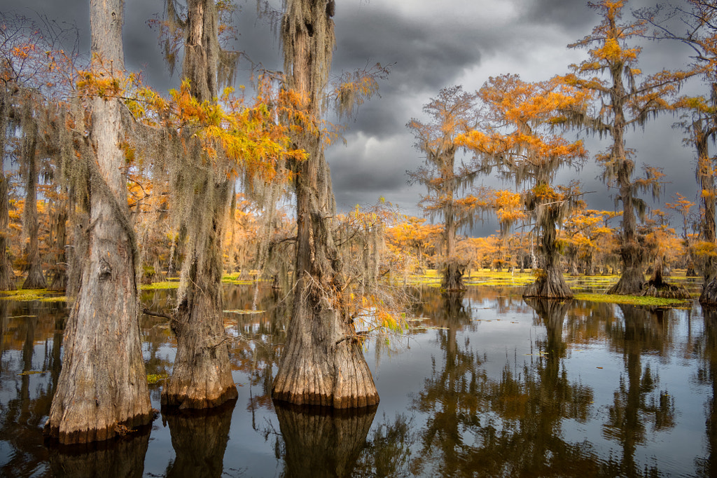 Fall Colors In an East Texas Swamp on a Cloudy Day by Dean Fikar / 500px