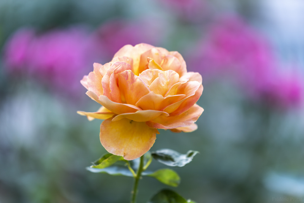 Une rose orange et rose au Jardin des Plantes by Frédéric Protat / 500px