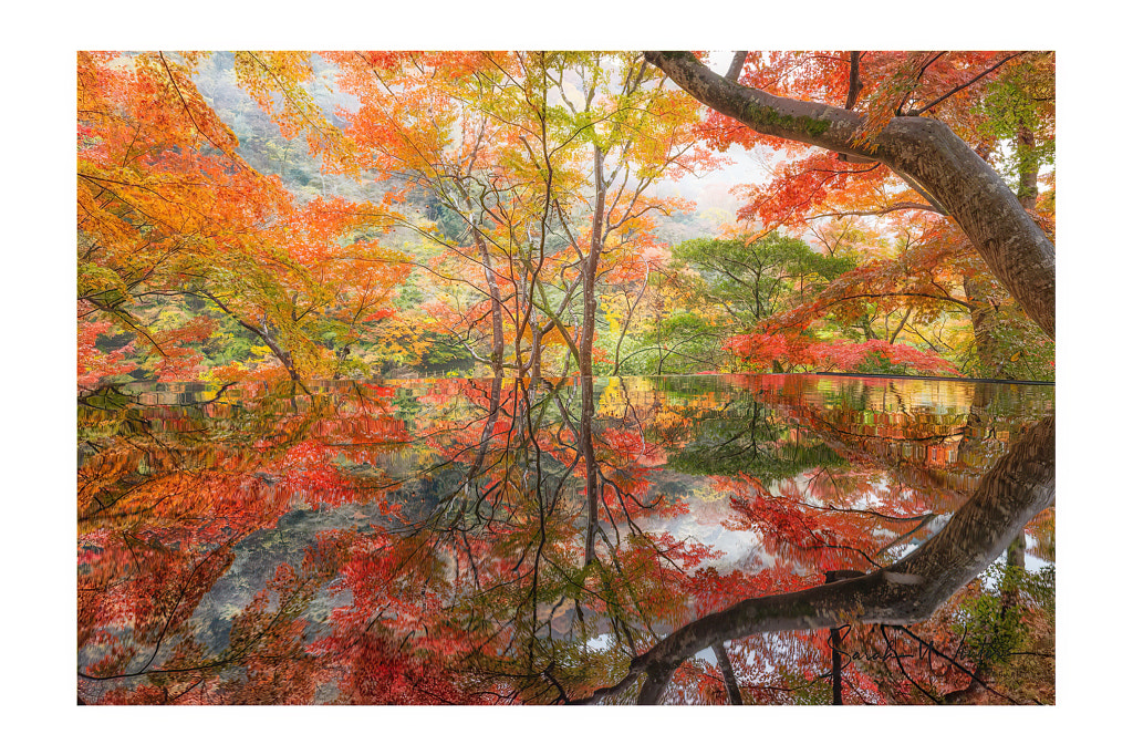 autumn by sarah wouters / 500px