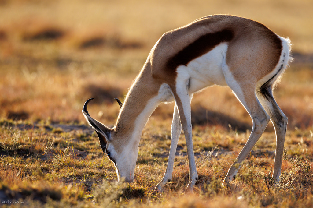 Sprinbok by Johan Von Solms / 500px