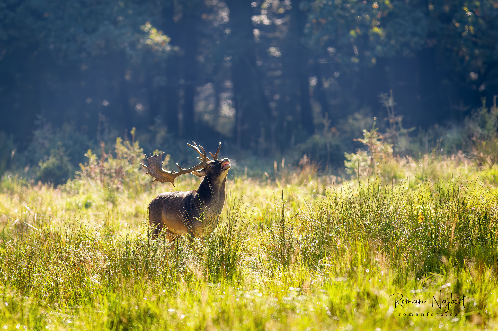 European fallow deer by Roman Najbert / 500px