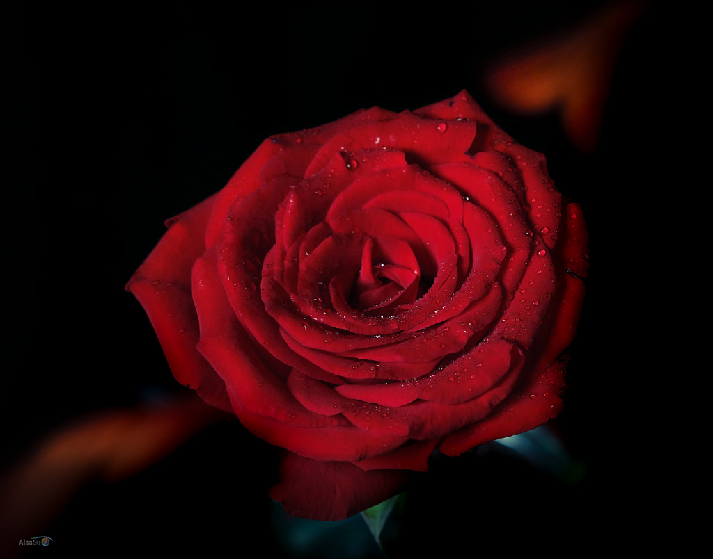 whisper by Alaa Su / 500px