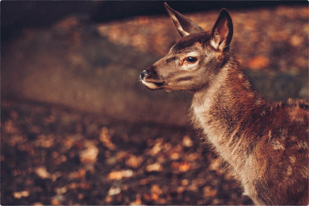 Animals by SHinD.PH / 500px