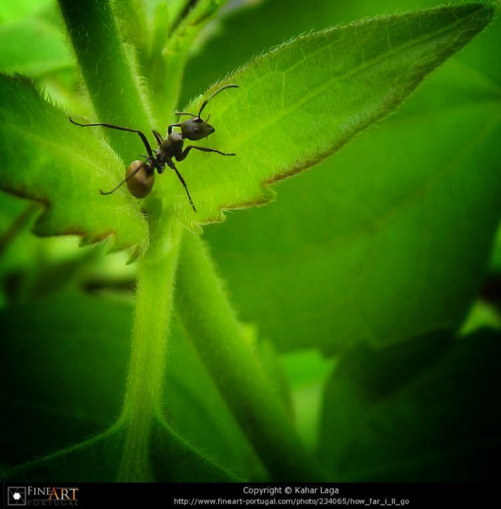 ants on the tree again forage for life by Yudi Halim / 500px