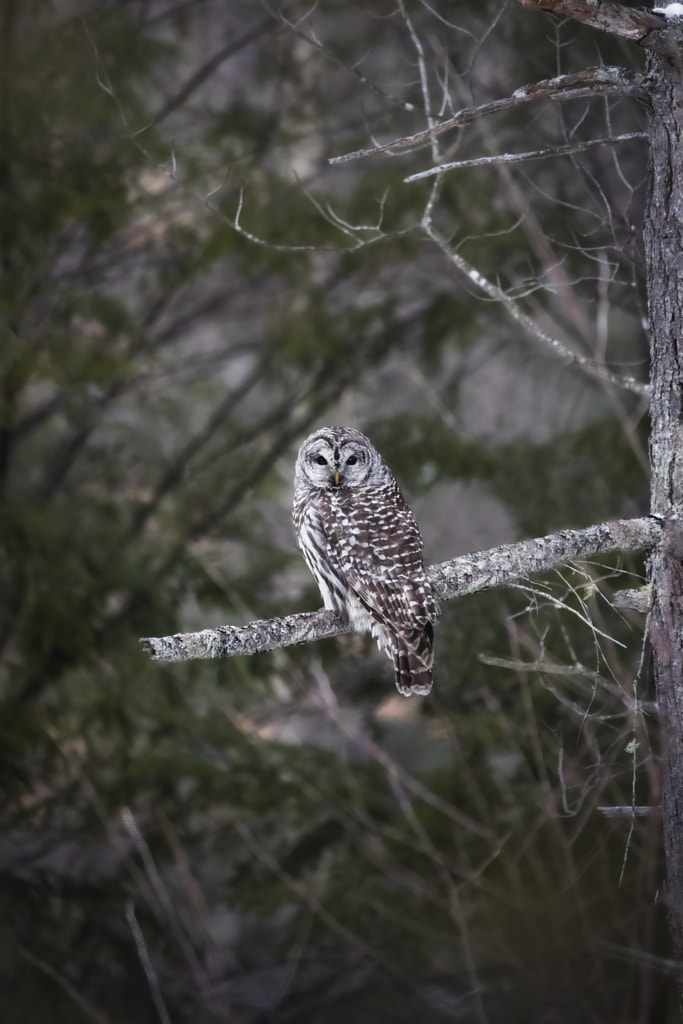Barred Owl Perched in Tree by Seth Macey / 500px
