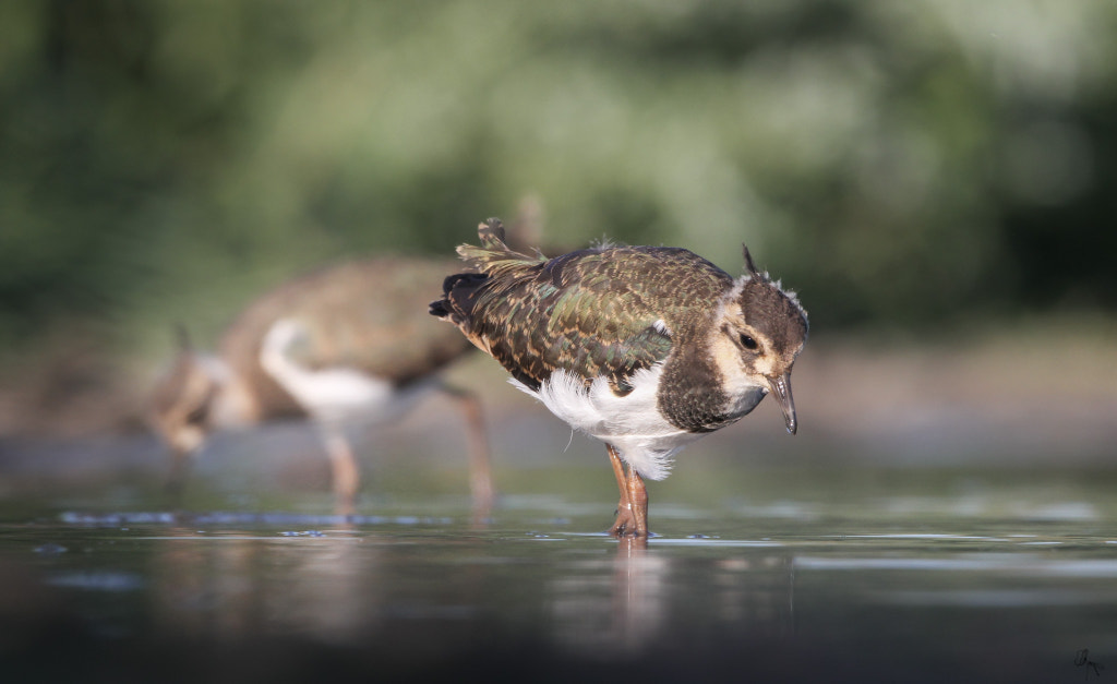 Northern Lapwing by Carol Androne / 500px