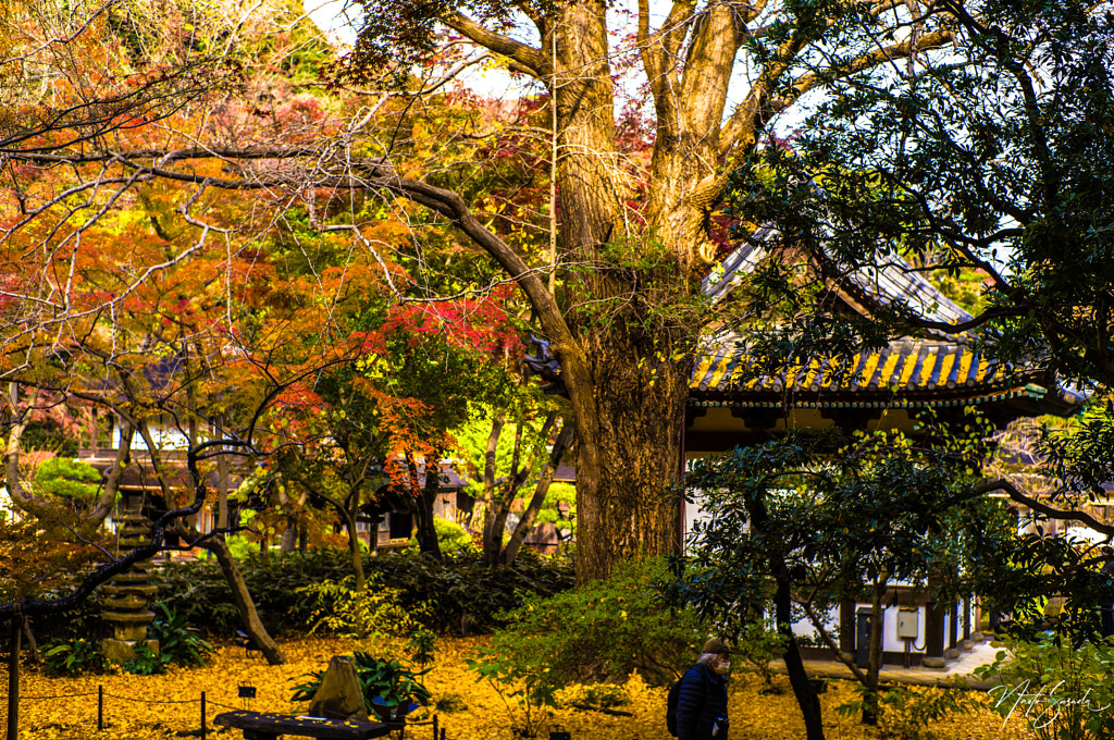 Japanese chaotic autumn by Naoto Sasada / 500px