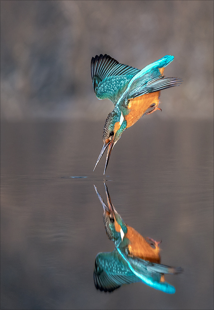 Close-up of kingfisher hunting fish in lake by Georg Scharf / 500px