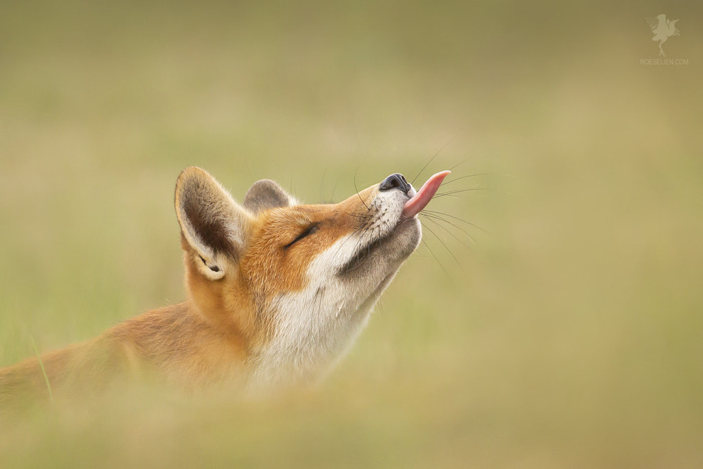 Funny Fox by Roeselien Raimond / 500px