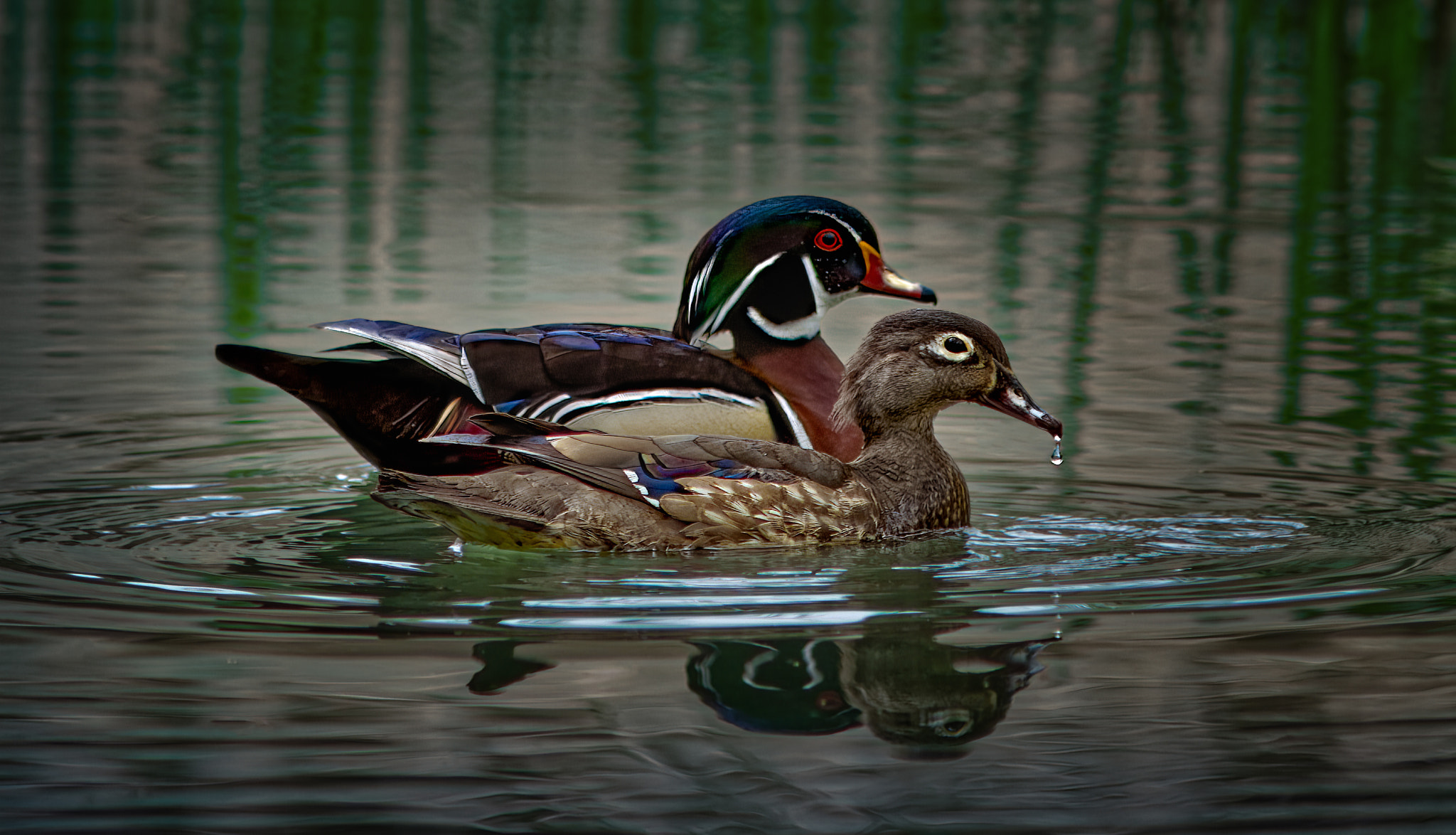 Wood Ducks by Gerry Legere / 500px