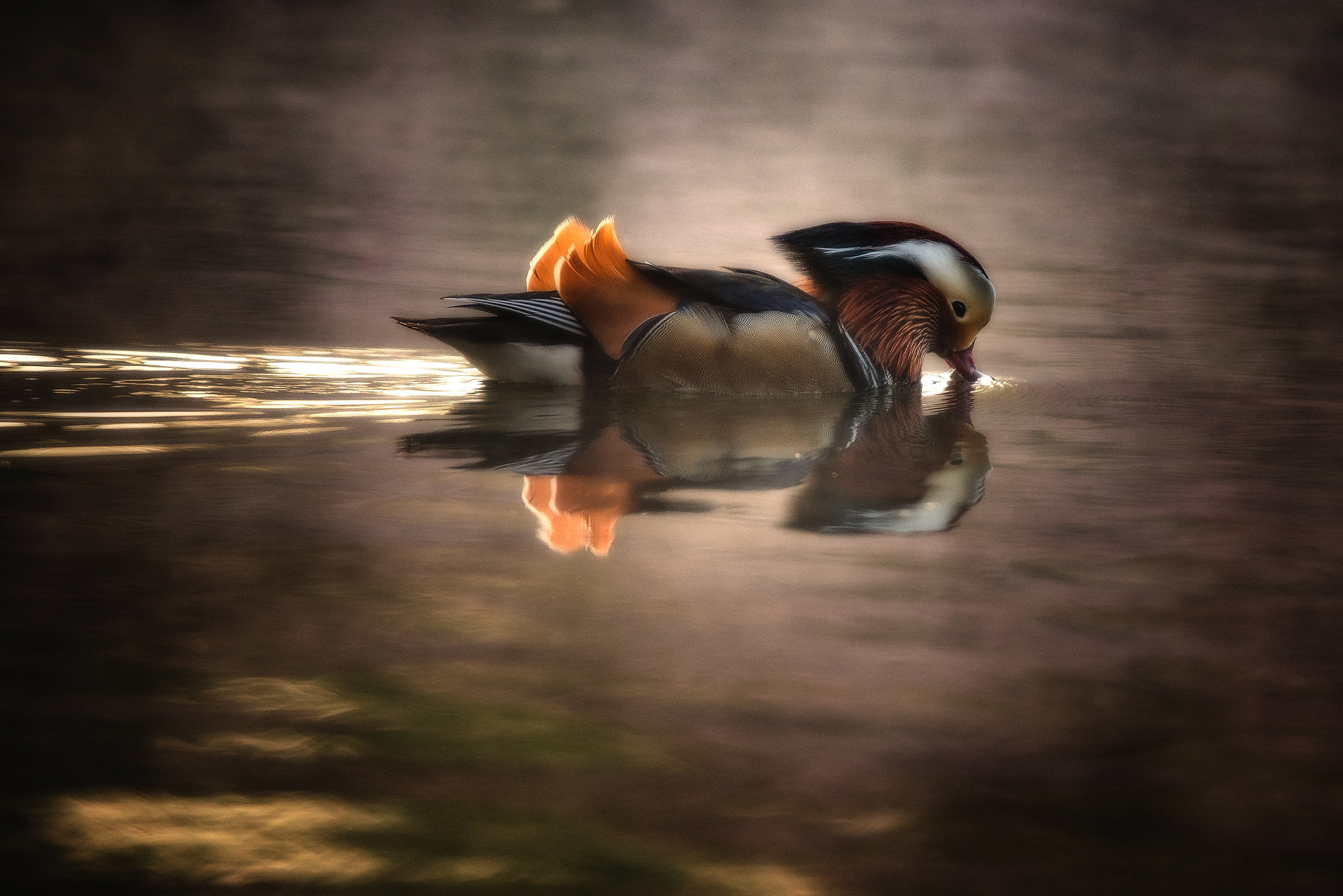 Mandarin Duck by Werner Lippert / 500px