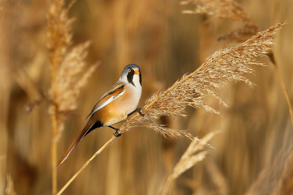 Bearded Reedling by Essex Wildlife Photography / 500px