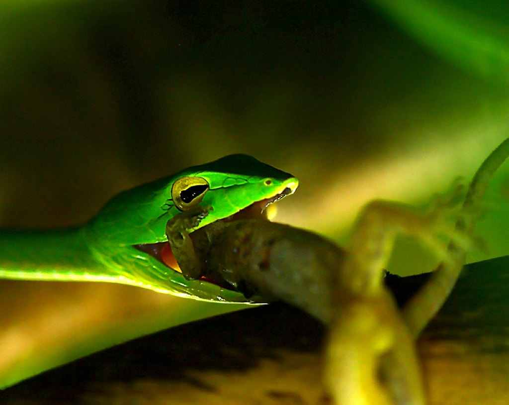 green leaf snake by Yudi Halim / 500px