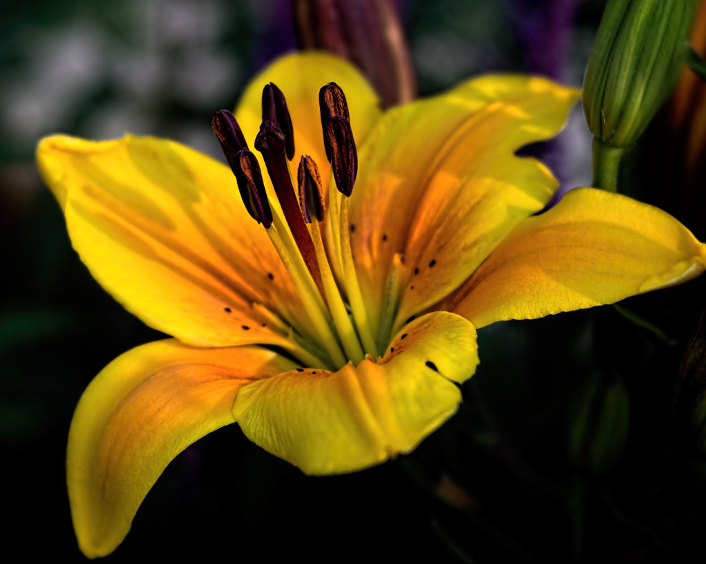 Polyanna Asian Lilly 1207 by Thomas Jerger / 500px