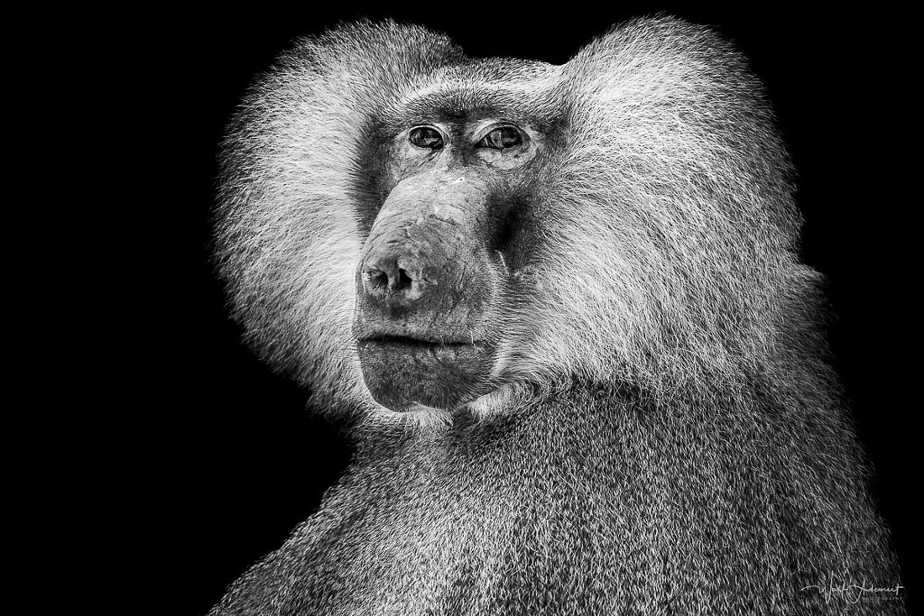 the old baboon by Wolf Ademeit / 500px