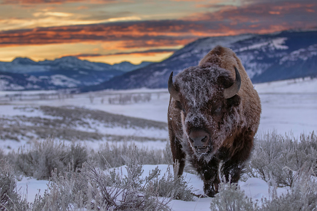 Dawn of the Bison by Jon Albert / 500px