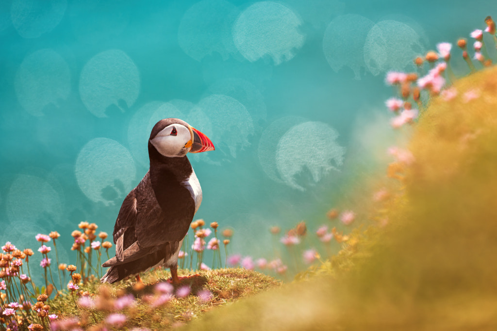 Atlantic puffin (Fratercula arctica) by Peter Krocka / 500px