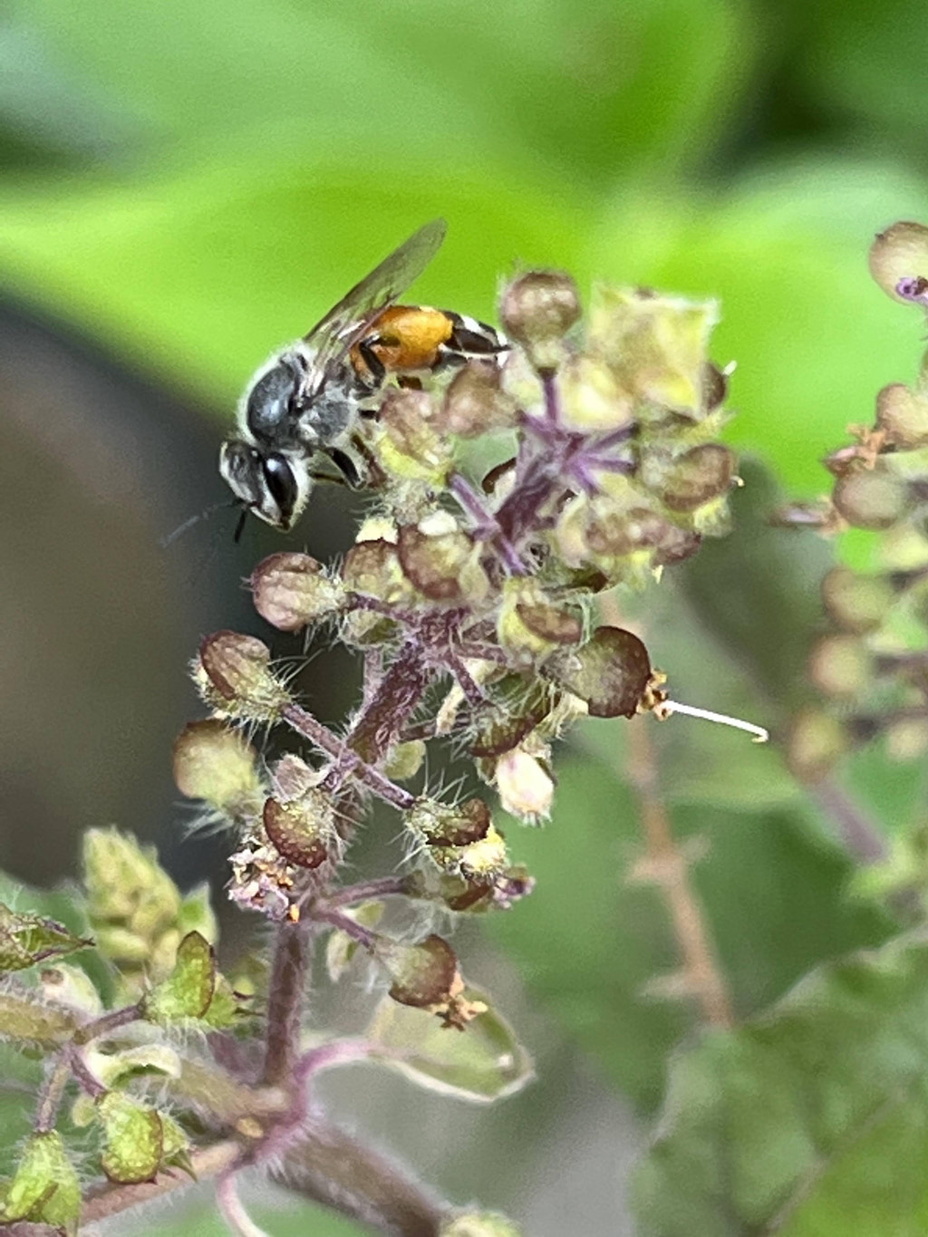 Bee filling in nectar by ARIJIT BHATTACHARYA / 500px