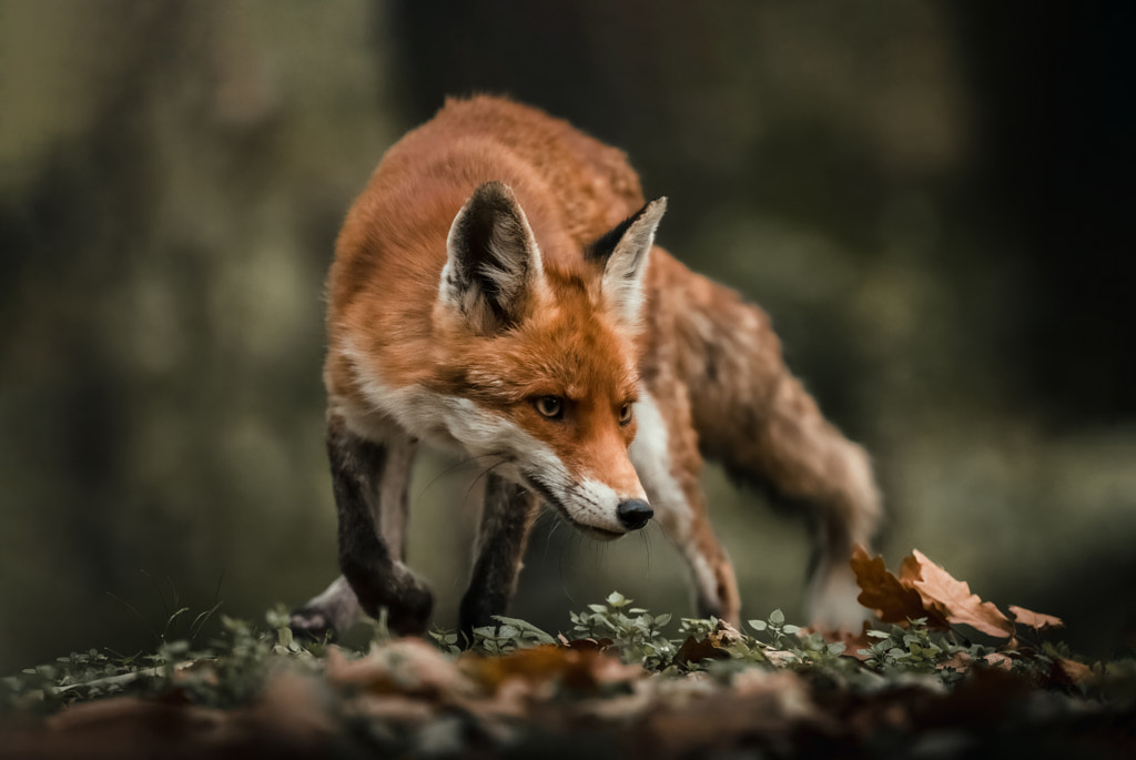 Red Fox by Dejan Zakic / 500px