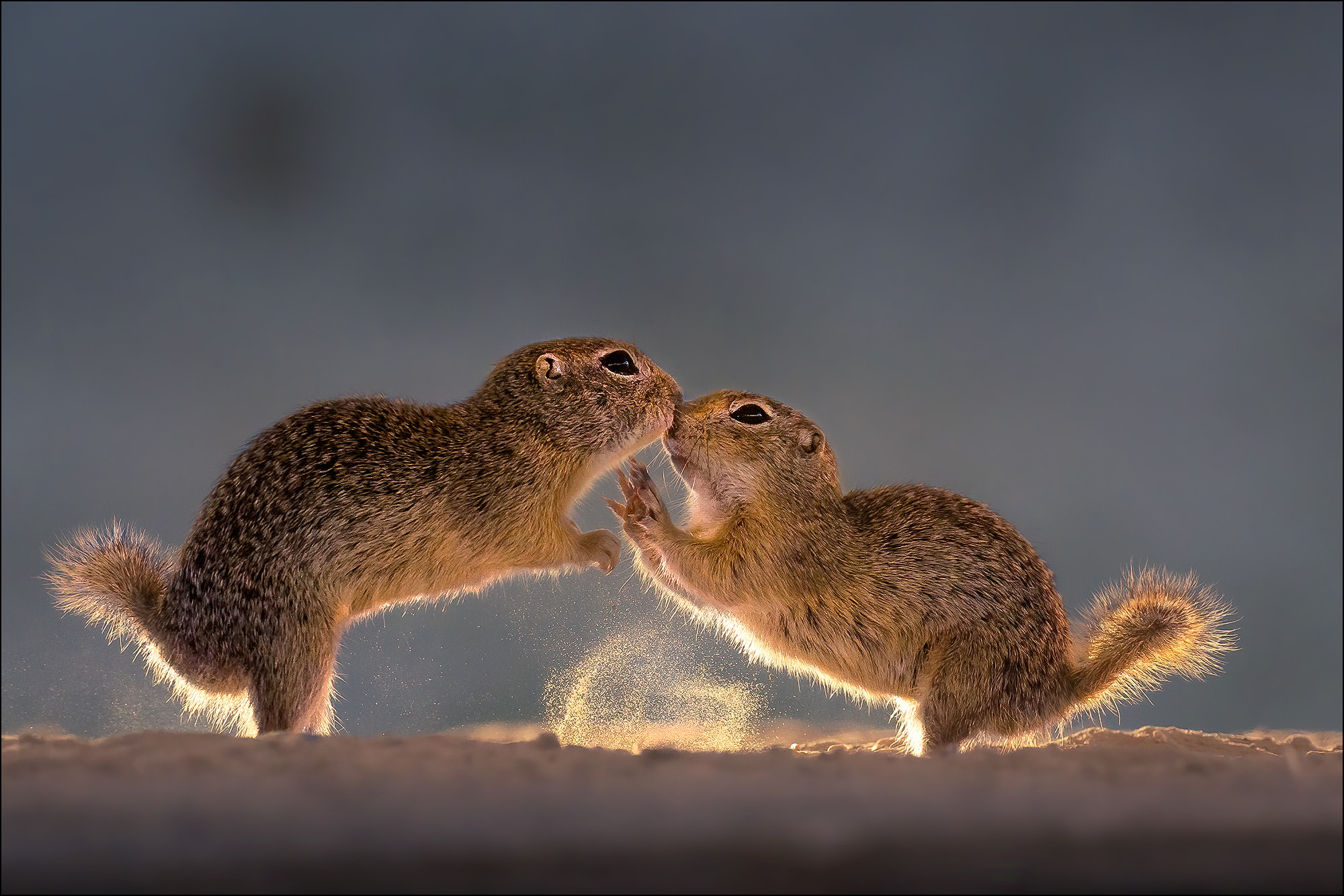 Squirrel dance by Georg Scharf / 500px